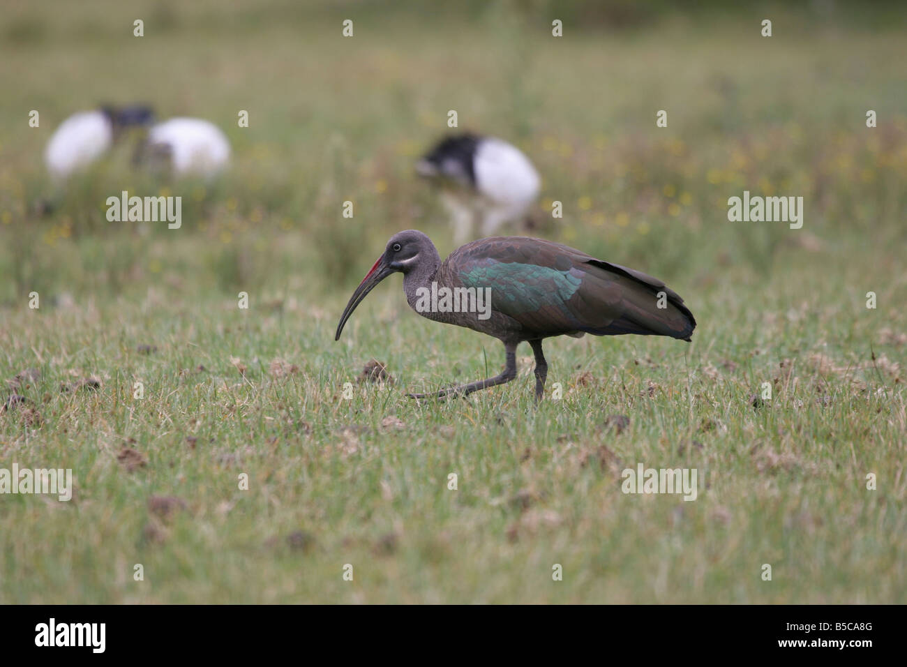 African sacred ibis single hi-res stock photography and images - Alamy