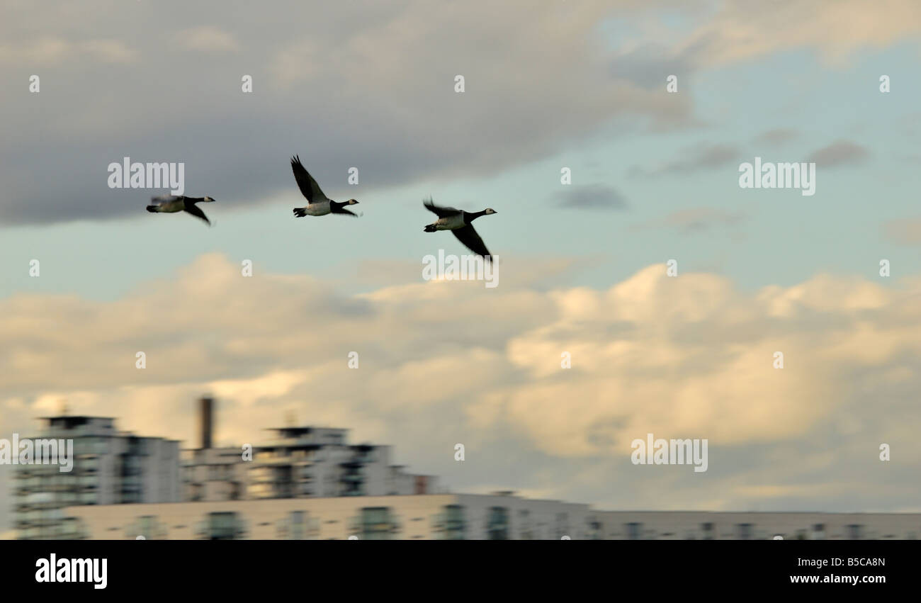 Flying barnacle geese hi-res stock photography and images - Alamy