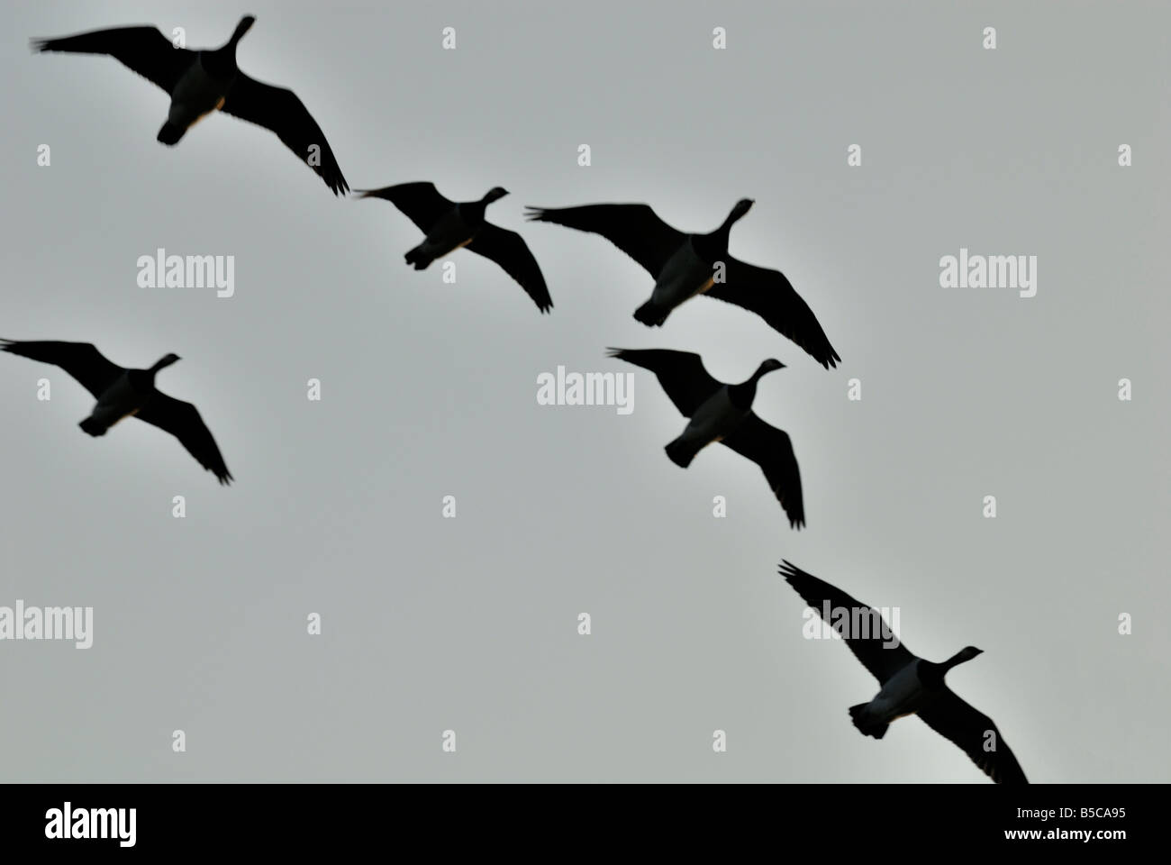 A fine view of Barnacle Geese in flight, Branta leucopsis, Helsinki ...