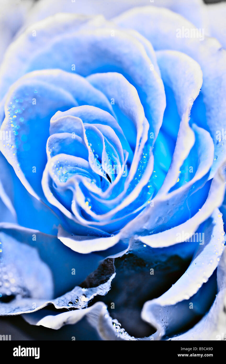 Blue rose core and dew Stock Photo - Alamy