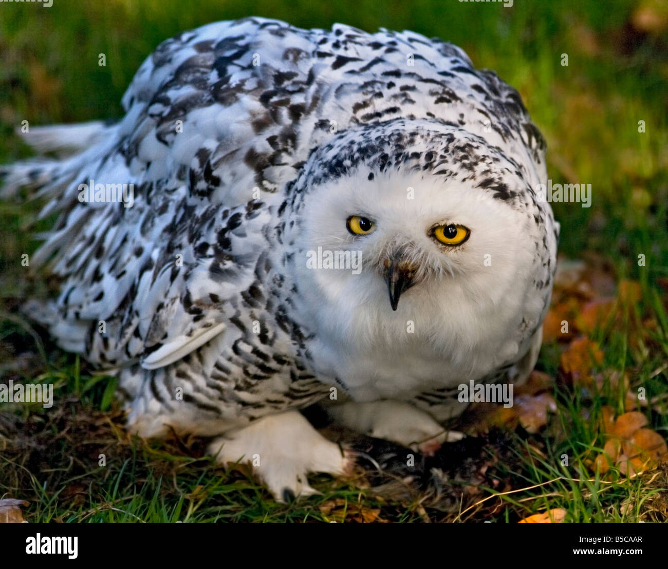 Female Snowy Owl (Bubo scandiacus), UK Stock Photo - Alamy