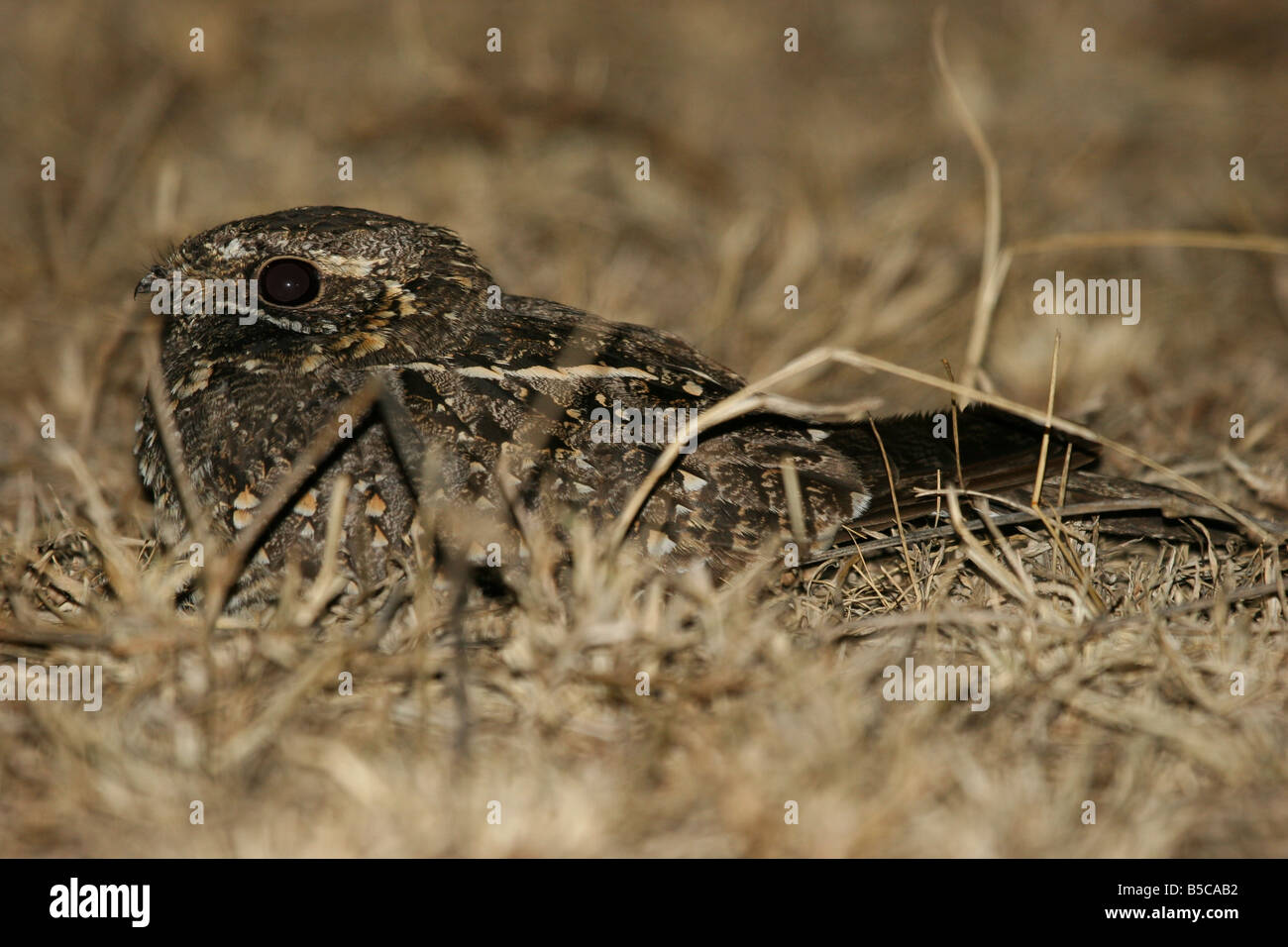 Montane Nightjar Caprimulgus poliocephalus resting on ground in dry ...