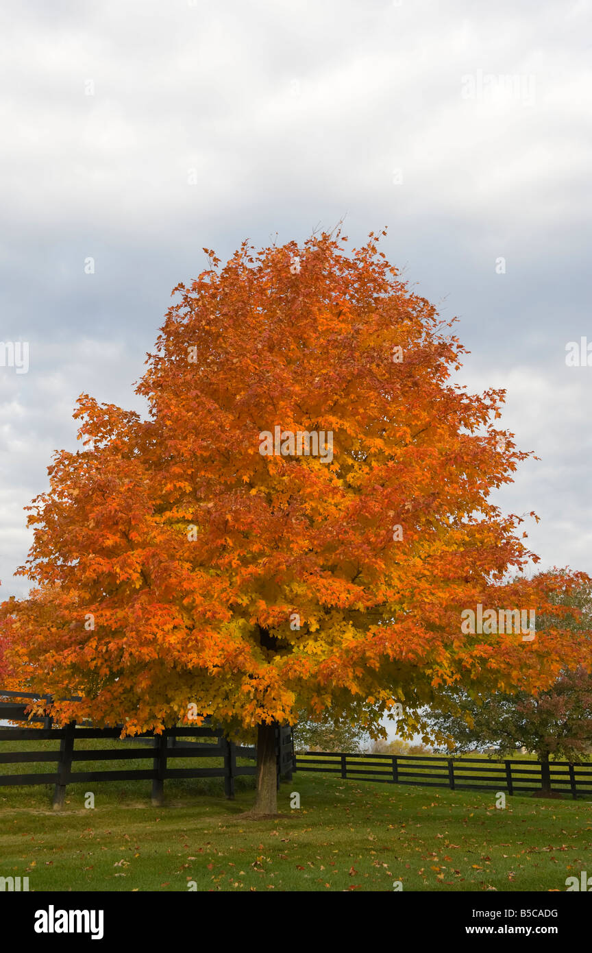 Maple trees hi-res stock photography and images - Alamy