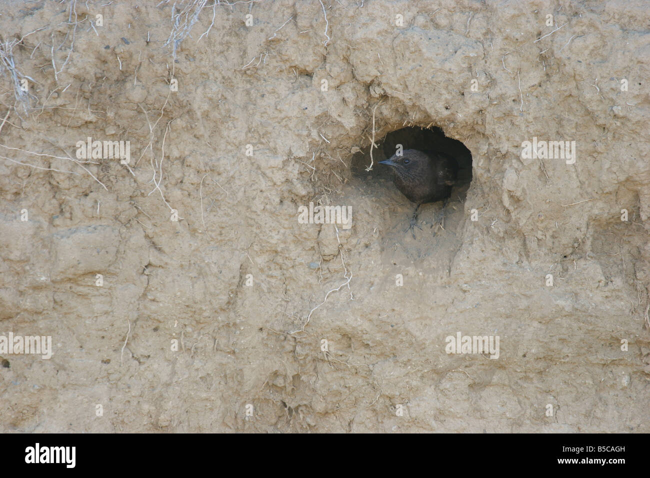 Myrmecocichla bird hi-res stock photography and images - Alamy