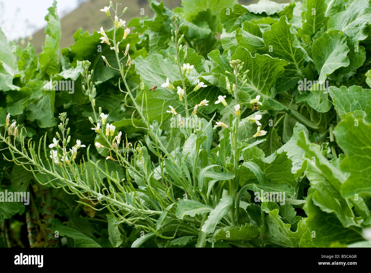 Collard plants hi-res stock photography and images - Alamy