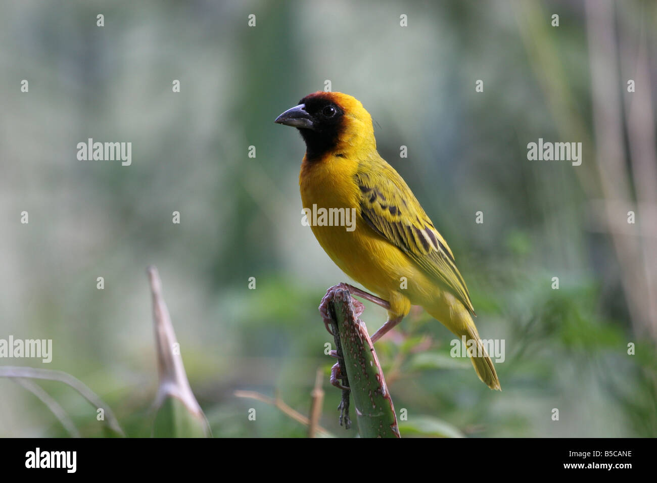 Northern Masked Weaver Ploceus taeniopterus standing on perch at Lake ...