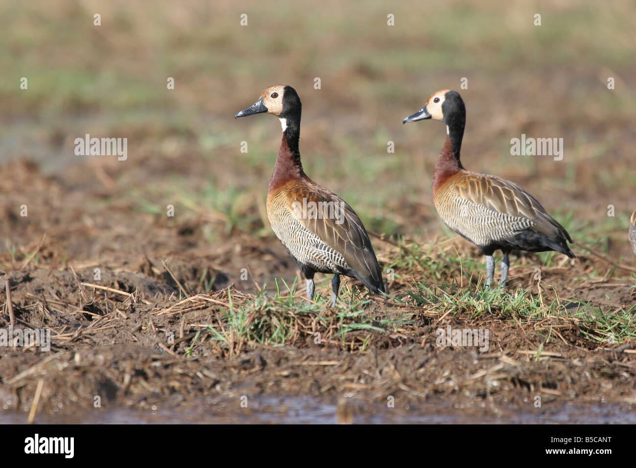 Group of white ducks mud hi-res stock photography and images - Alamy