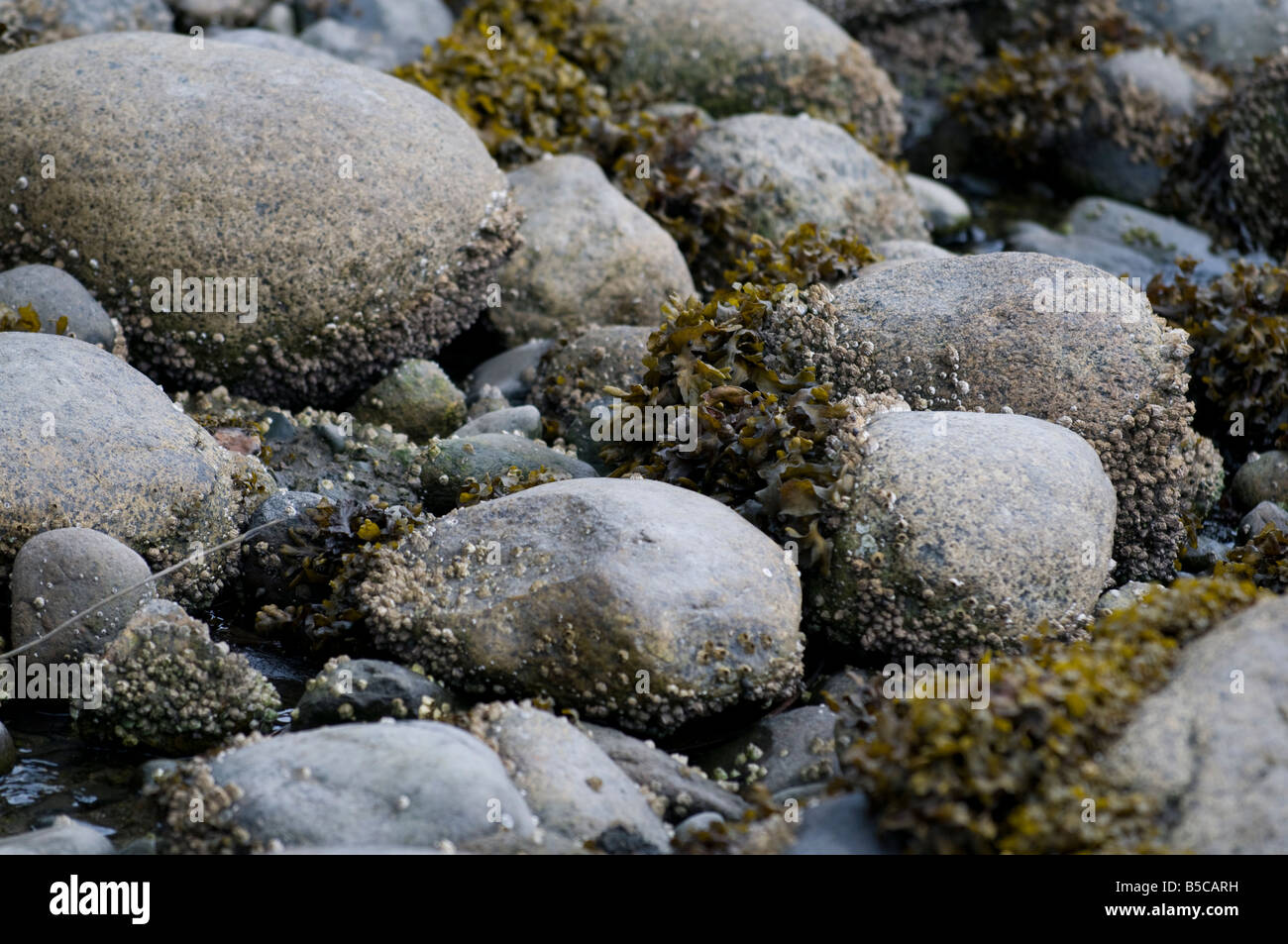 Rock pool and algae hi-res stock photography and images - Alamy