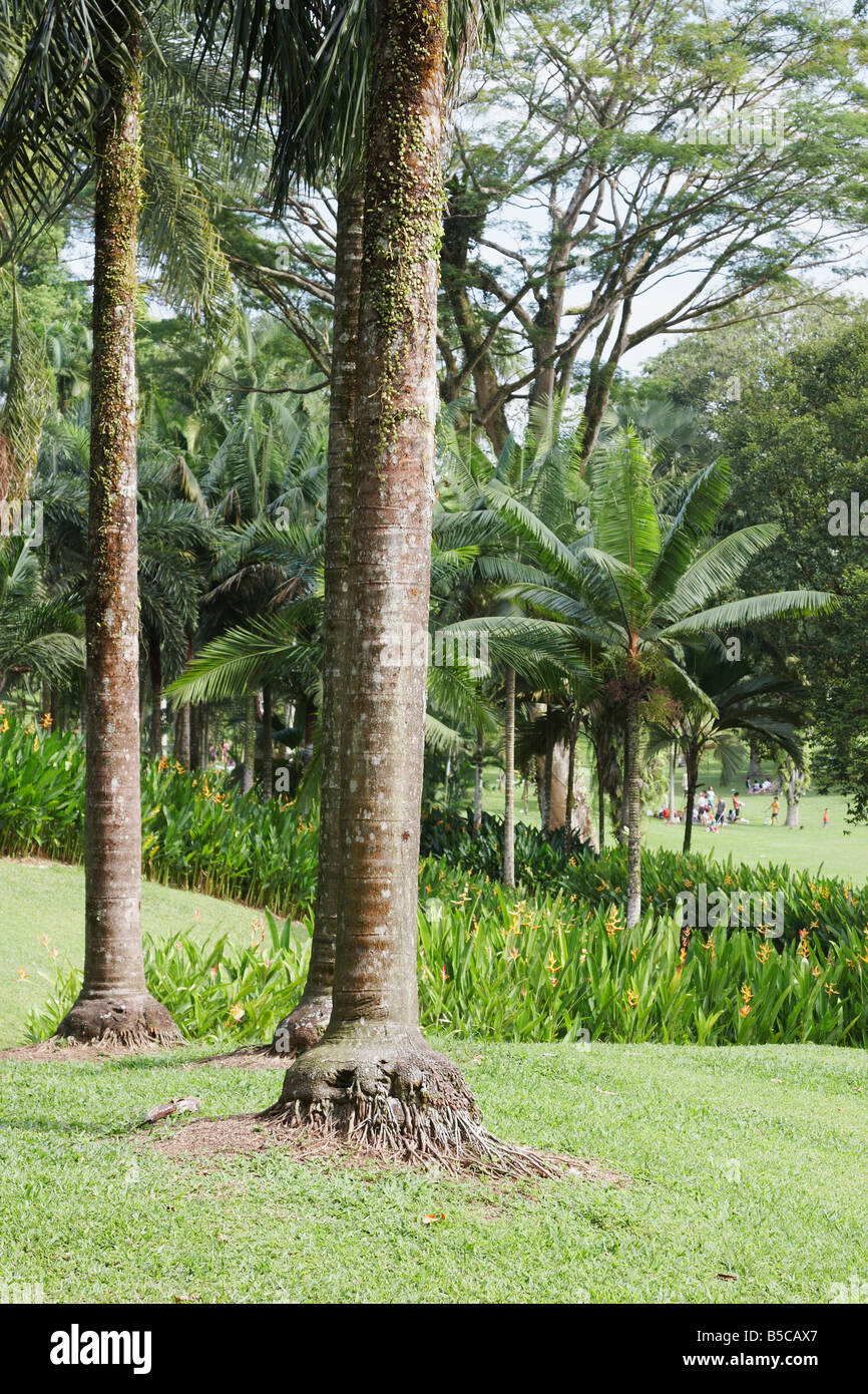 Rain tree singapore botanic gardens hi-res stock photography and images ...