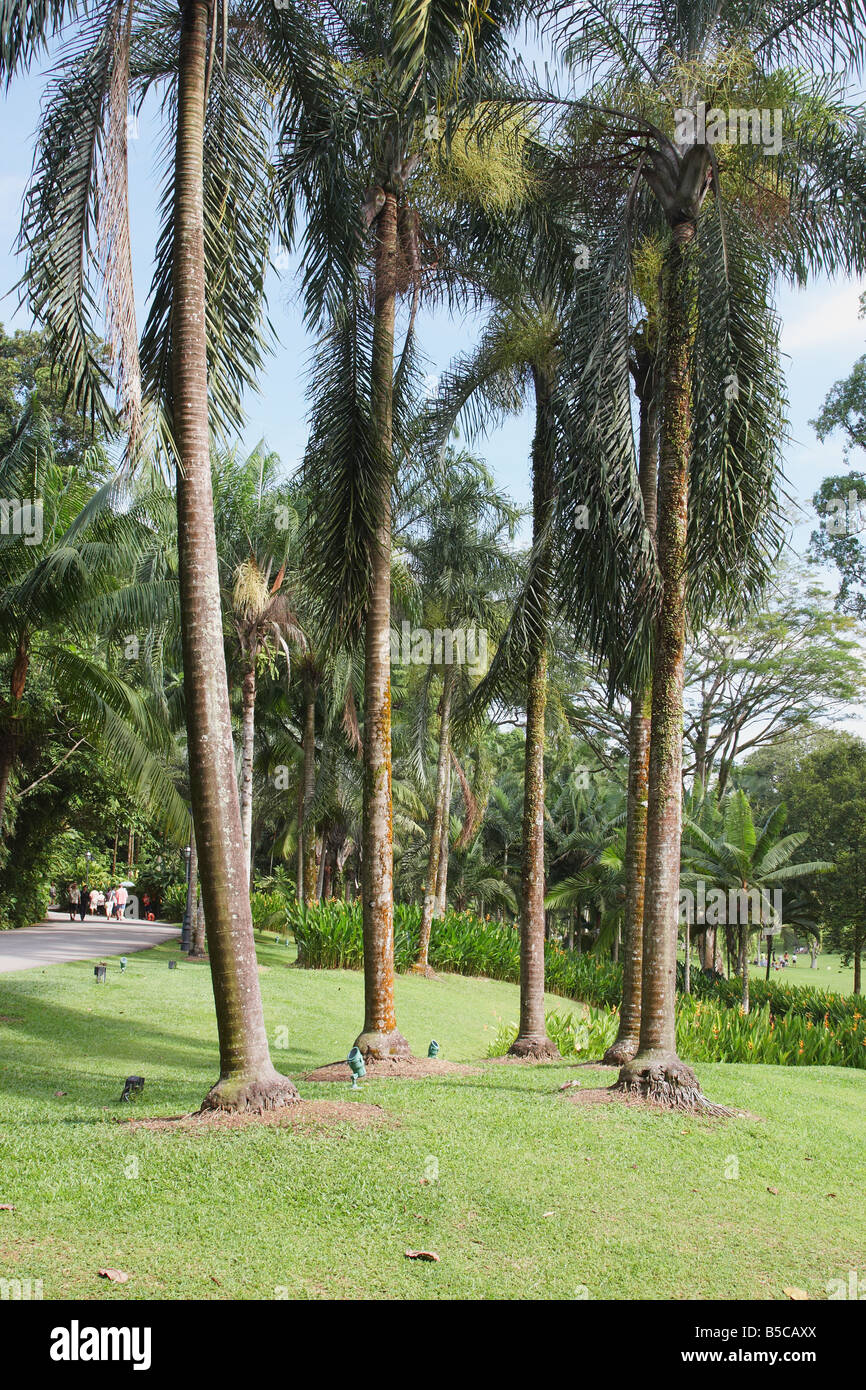 Rain tree singapore botanic gardens hi-res stock photography and images ...