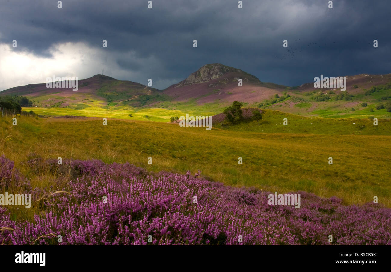 Scotland highlands heather hi-res stock photography and images - Alamy