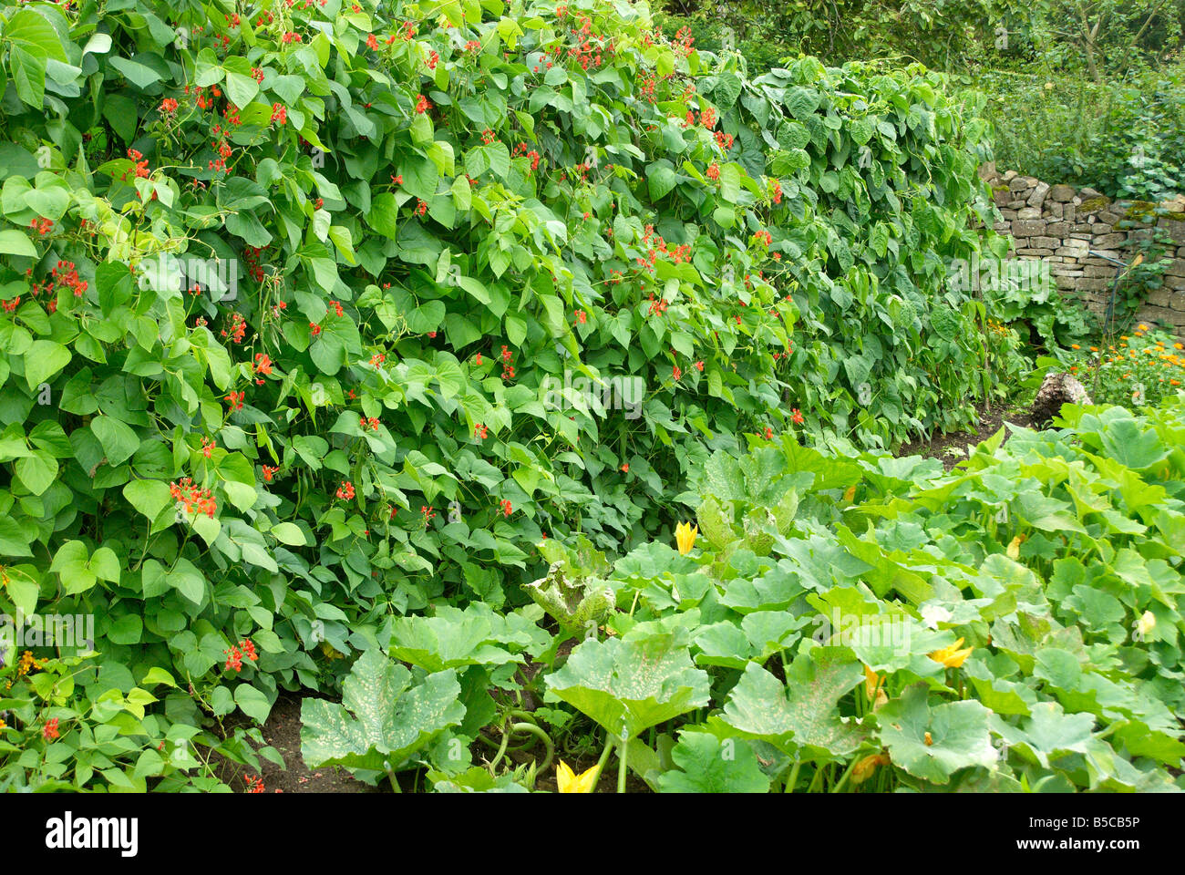 Runner beans and courgettes in a traditional vegetable garden in ...
