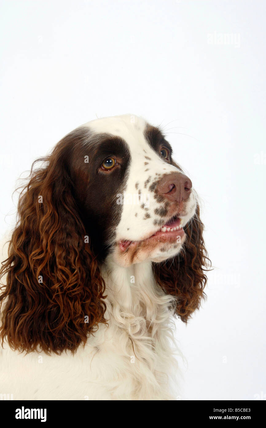 English Springer Spaniel Stock Photo - Alamy