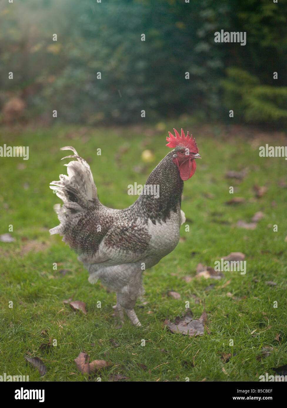 Grey rooster hi-res stock photography and images - Alamy