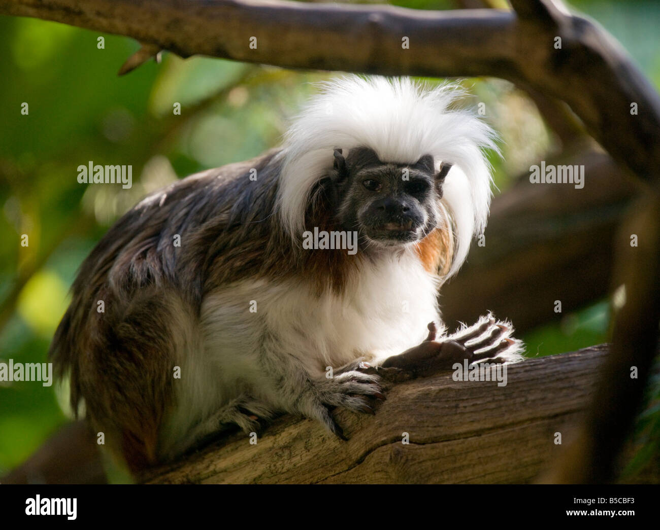 Cotton top tamarind monkey Saguinus oedipus Edinburgh Zoo Scotland ...