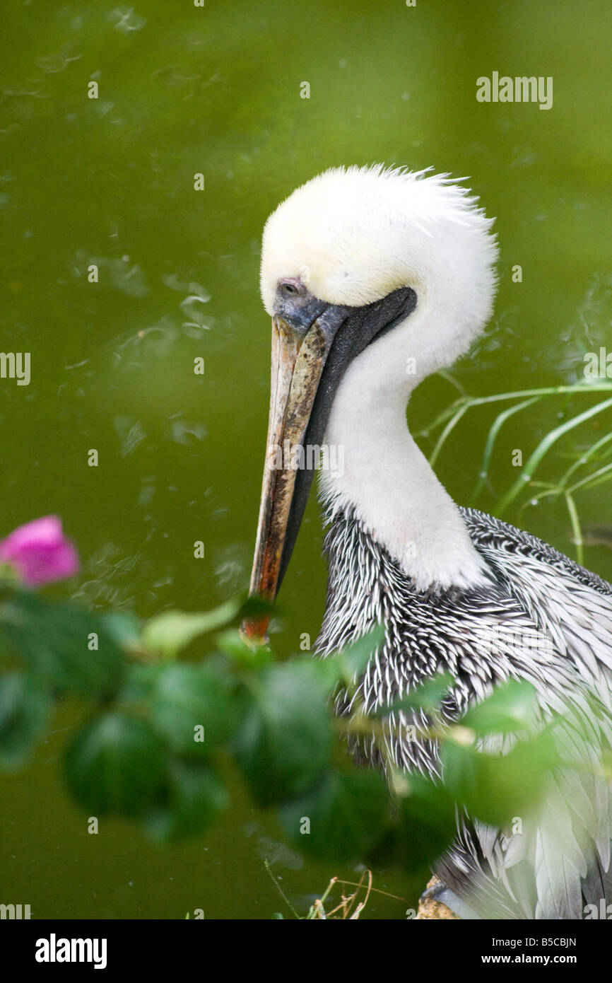 Pelican flower hi-res stock photography and images - Alamy