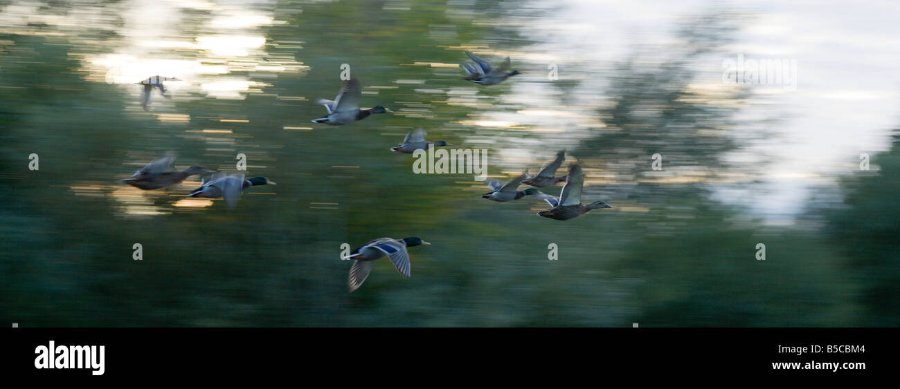 Flying ducks hi-res stock photography and images - Alamy
