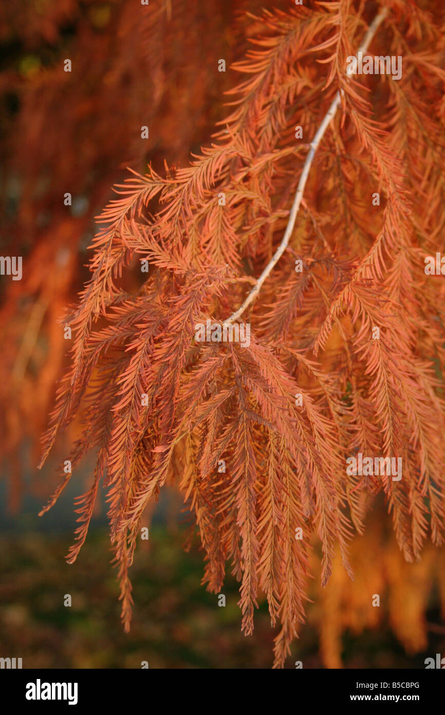 Morning light showing off the reds and brown of a cypress tree in the ...