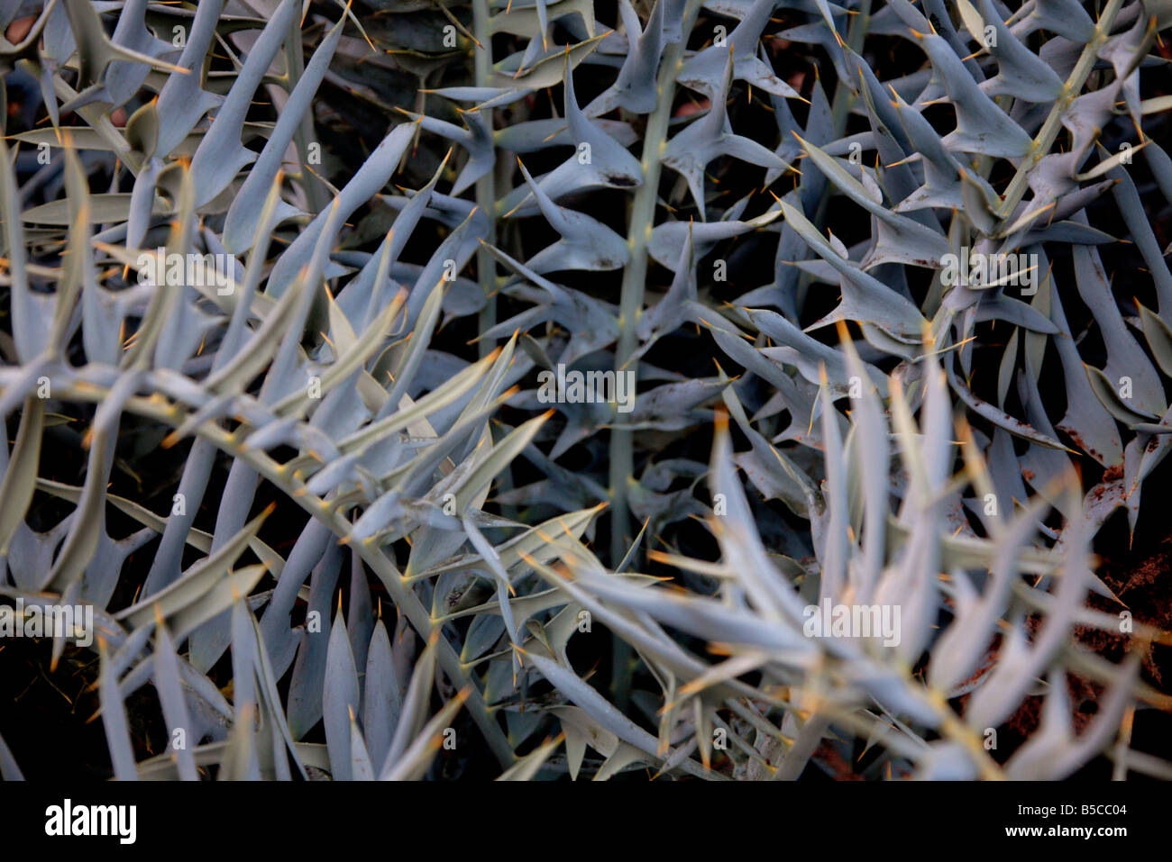 Subtropical Coastal plant Encephalartos Horridus Broodboom Cycad Stock ...