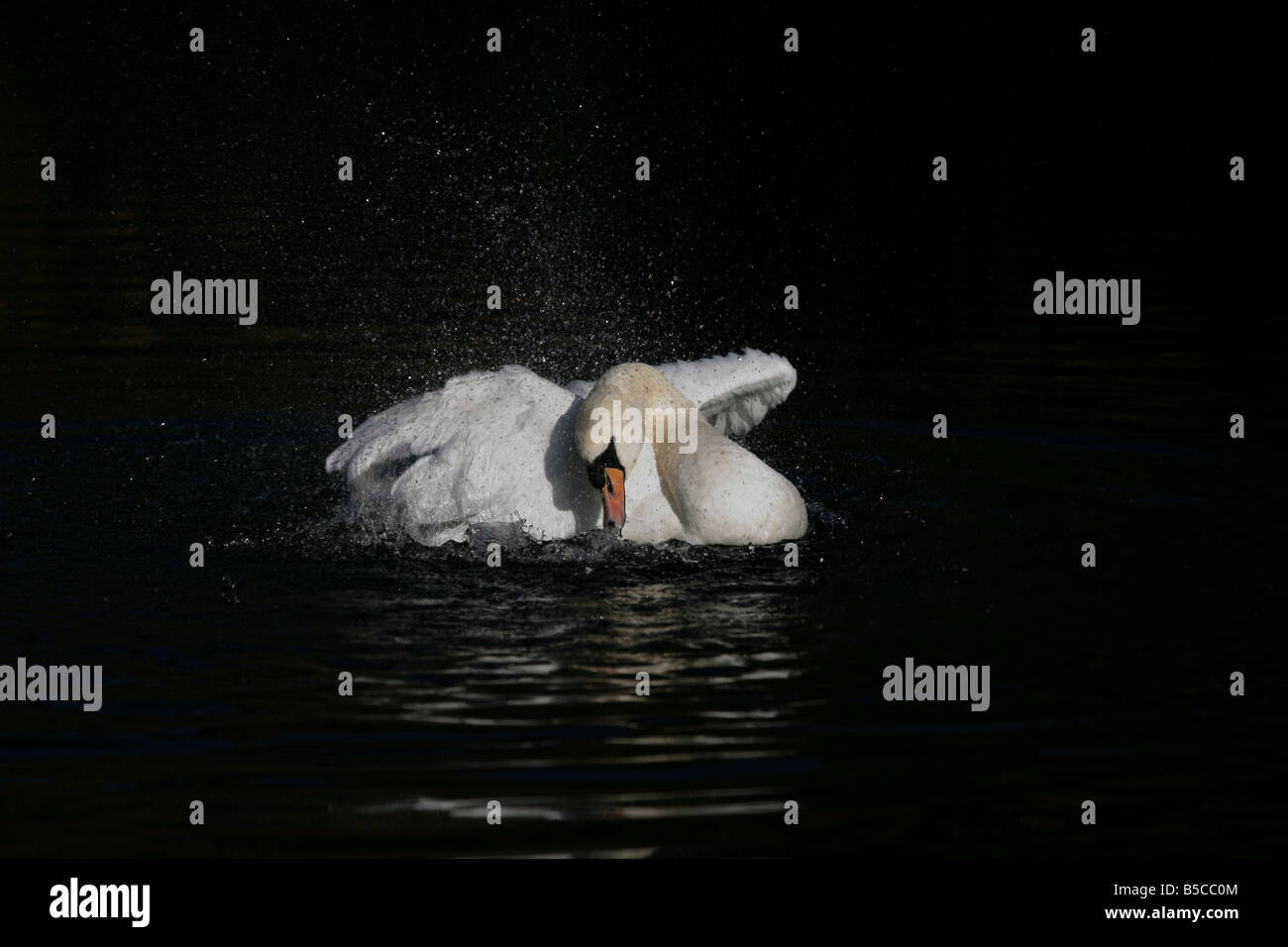 Splashing around in water hi-res stock photography and images - Alamy