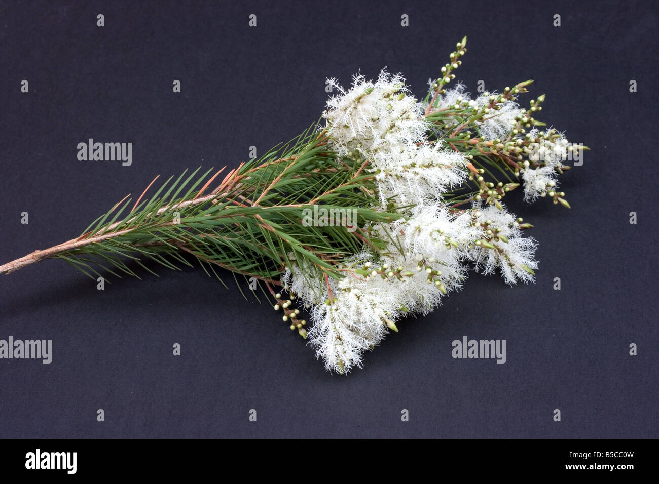 Tea tree flowers Stock Photo - Alamy