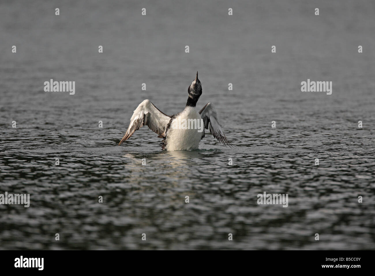 Common loon flapping wings hi-res stock photography and images - Alamy