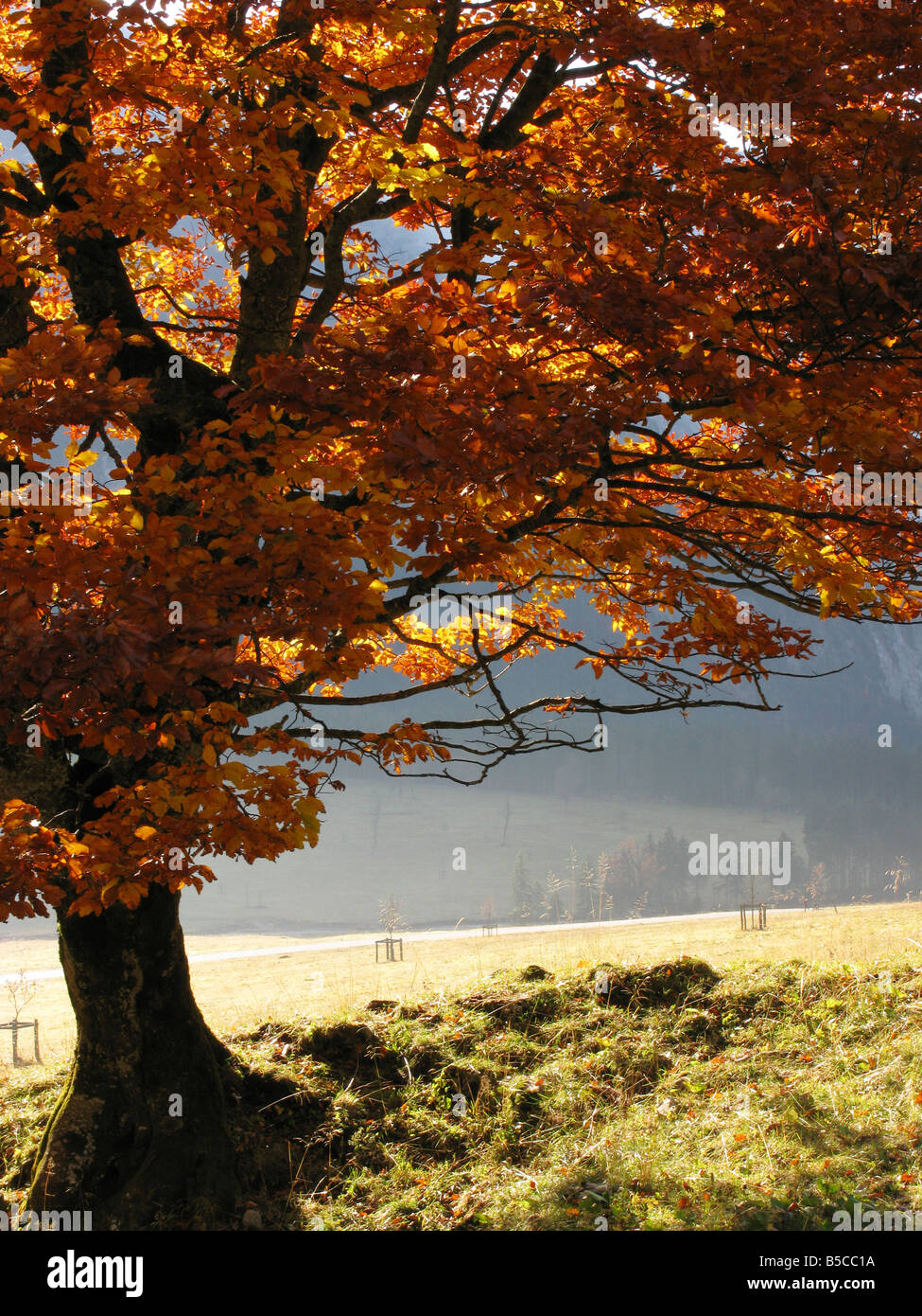 Detail of a tree at autumn season Stock Photo - Alamy