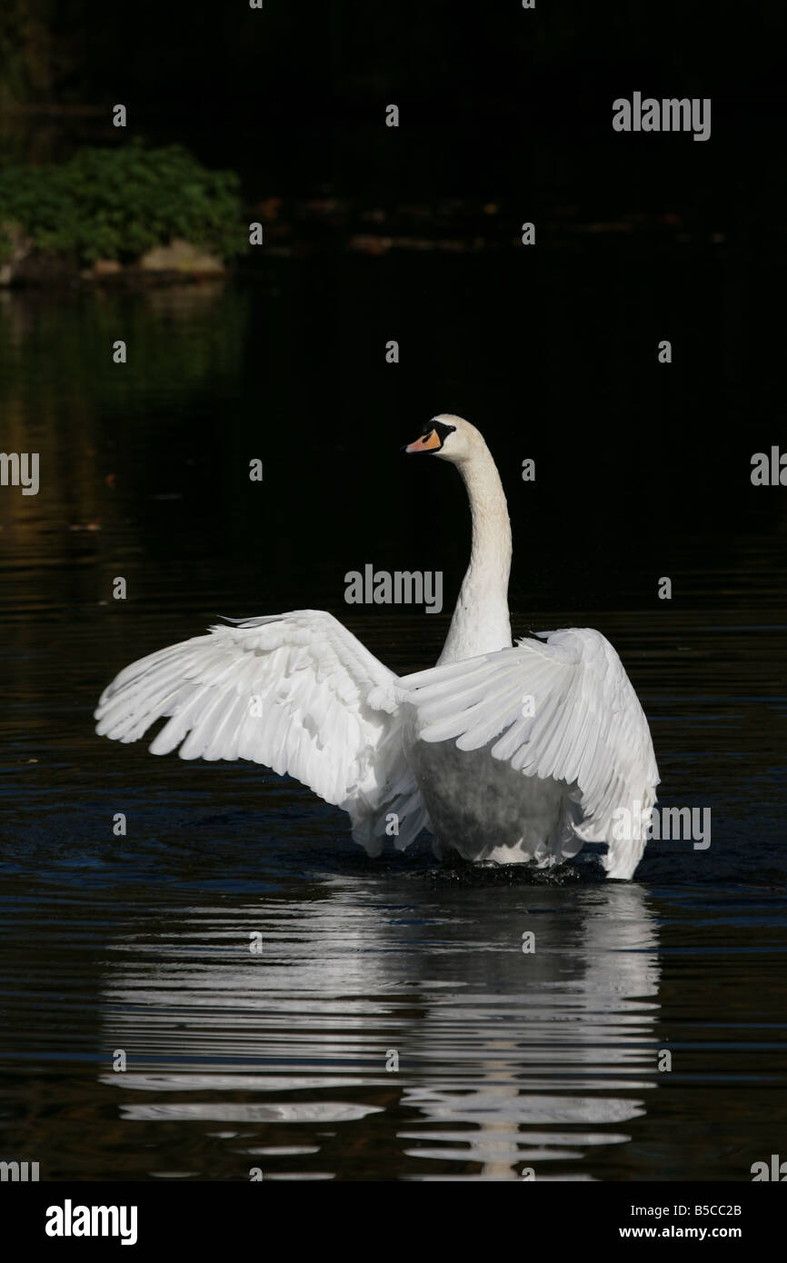 Bird stretching wings hi-res stock photography and images - Alamy