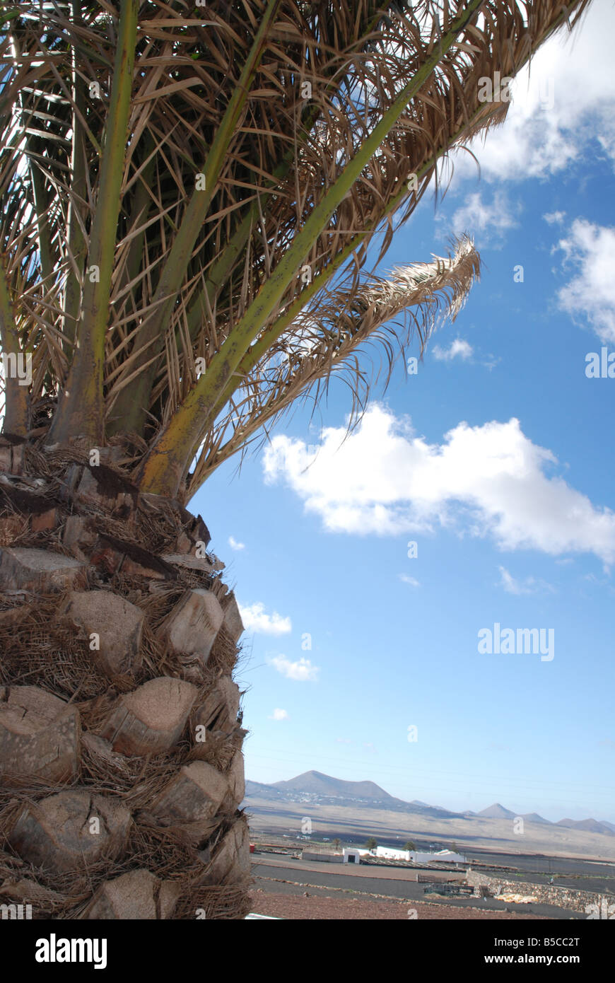 Native Lanzarote tree with distant mountain view Stock Photo - Alamy