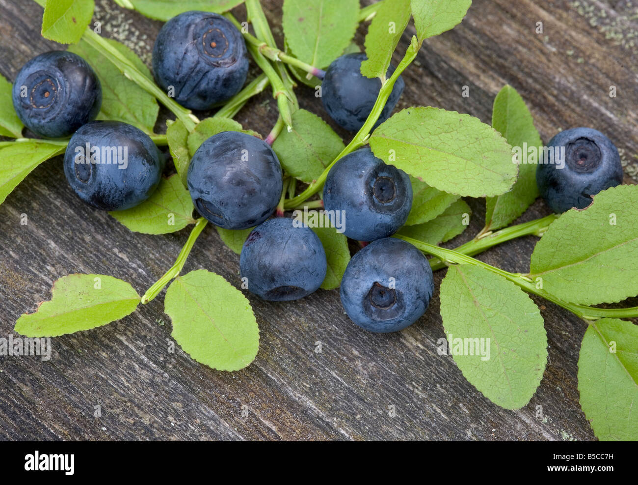 Blueberries wild forest berries small hi-res stock photography and ...
