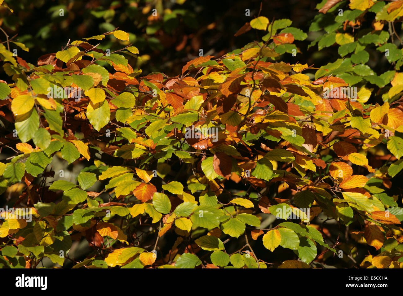 Beech tree Fagus sylvatica leaves Stock Photo - Alamy