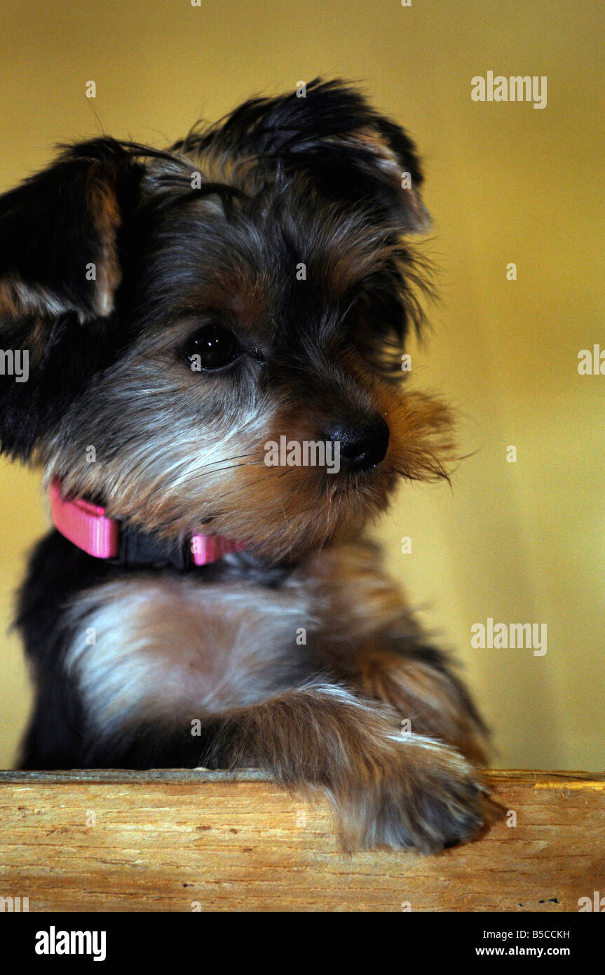 A three month old Yorkshire Terrier puppy Stock Photo - Alamy
