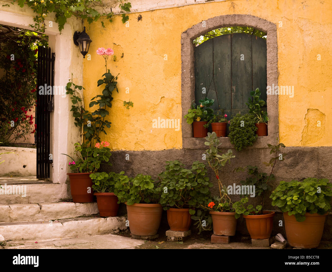 Potted plants, Corfu, Greece Stock Photo - Alamy