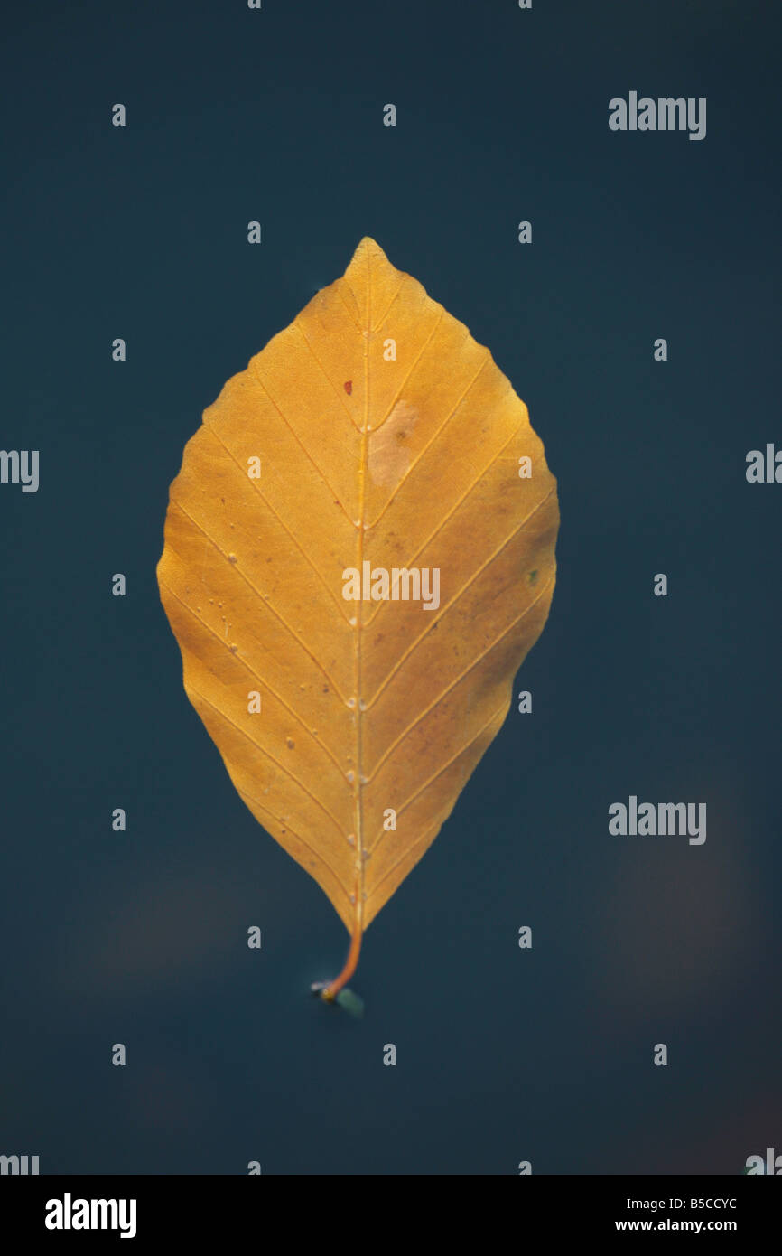 Beech tree Fagus sylvatica leaf floating on the surface of water Stock ...