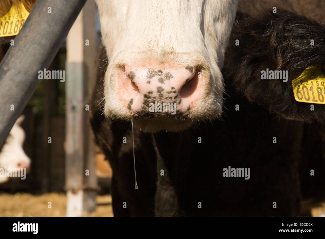 A cow with saliva dribbling from its mouth Stock Photo - Alamy