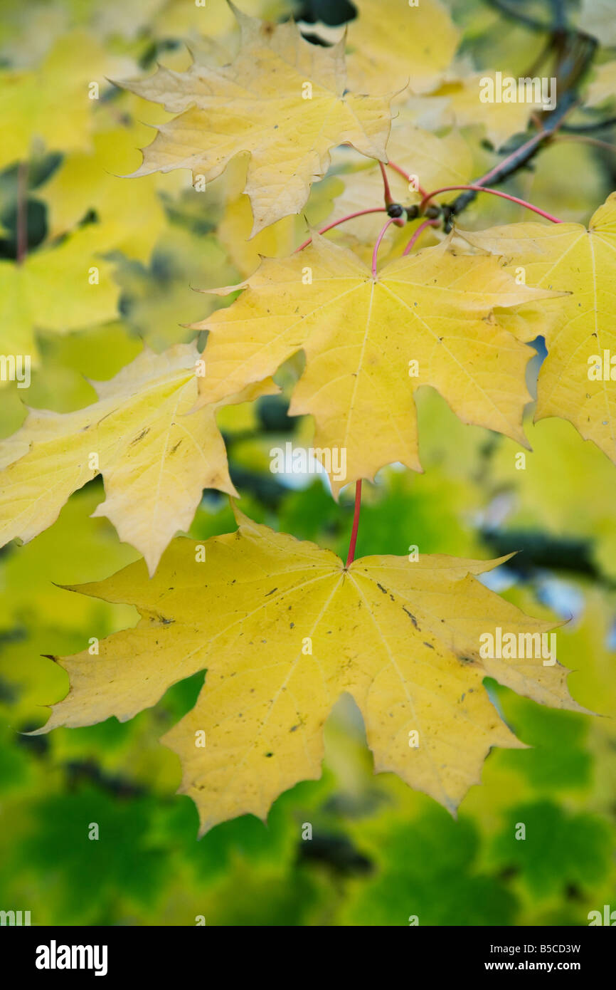 Fall leaves seattle washington usa hi-res stock photography and images ...