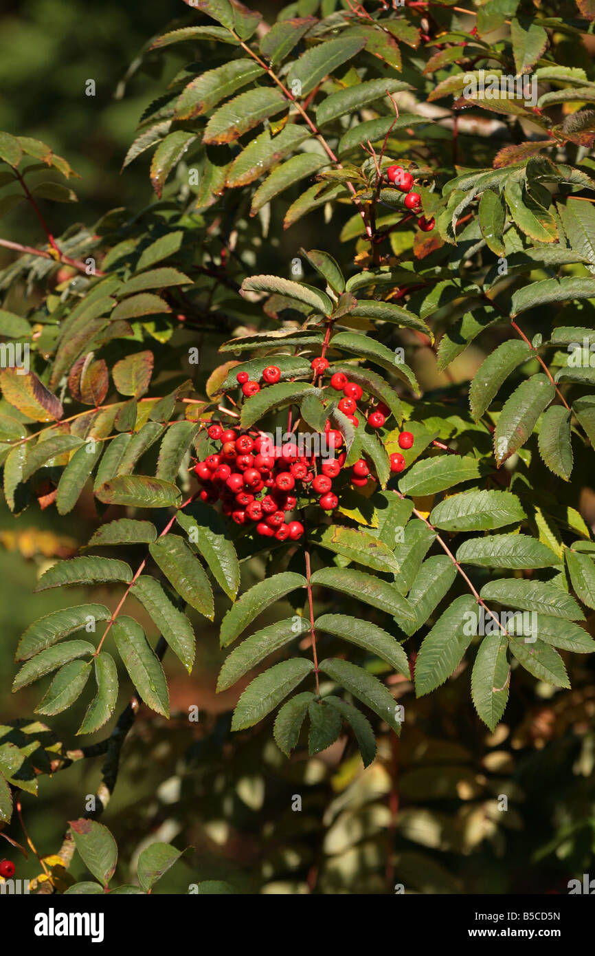 European Rowan tree Sorbus aucuparia berries Stock Photo - Alamy