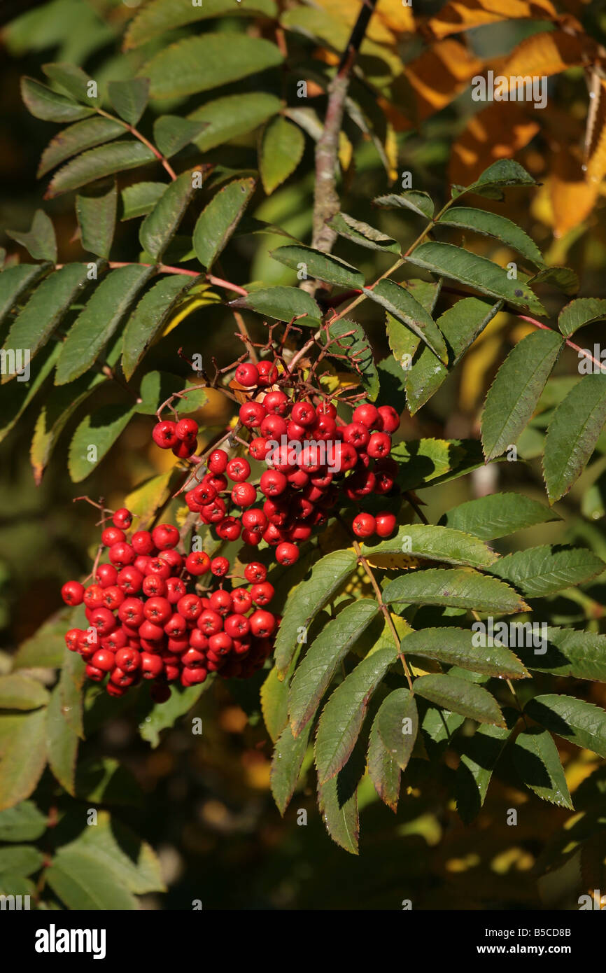 European Rowan tree Sorbus aucuparia berries Stock Photo - Alamy