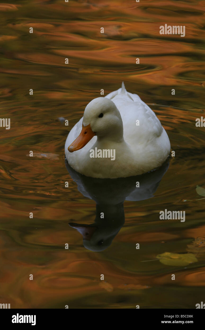 Duck in a pool Stock Photo - Alamy