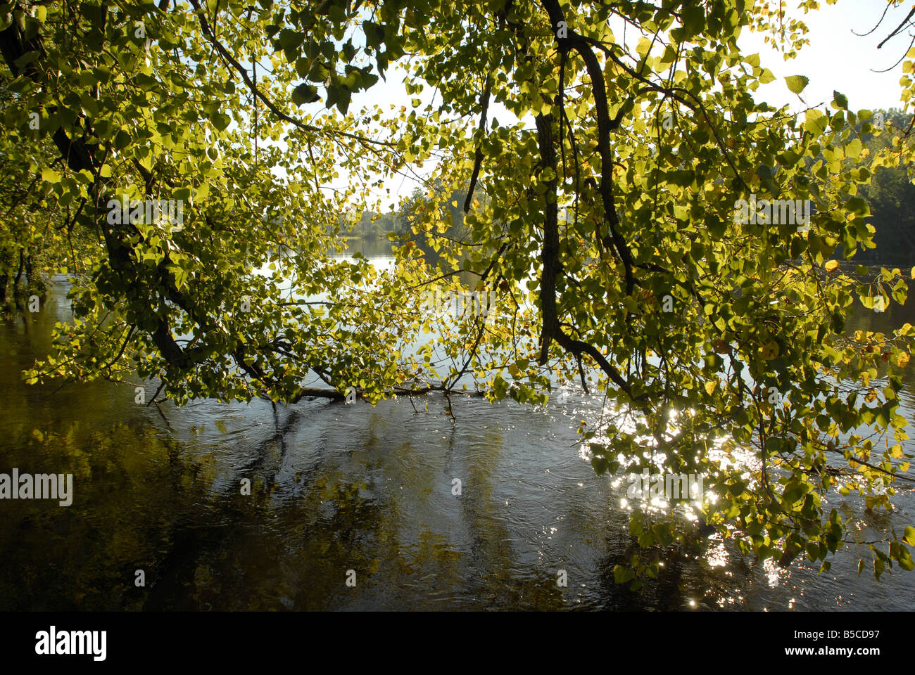 Low hanging tree branches touch the surface of a river Stock Photo - Alamy
