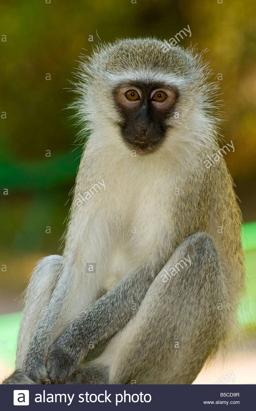 Vervet Monkey Stock Photos & Vervet Monkey Stock Images - Alamy