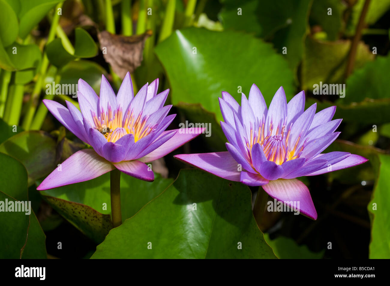 American Samoa Flowers