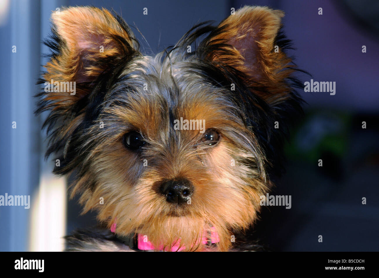 A three month old Yorkshire Terrier puppy Stock Photo - Alamy