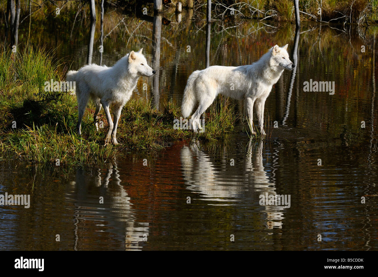 Arctic wolves hi-res stock photography and images - Alamy