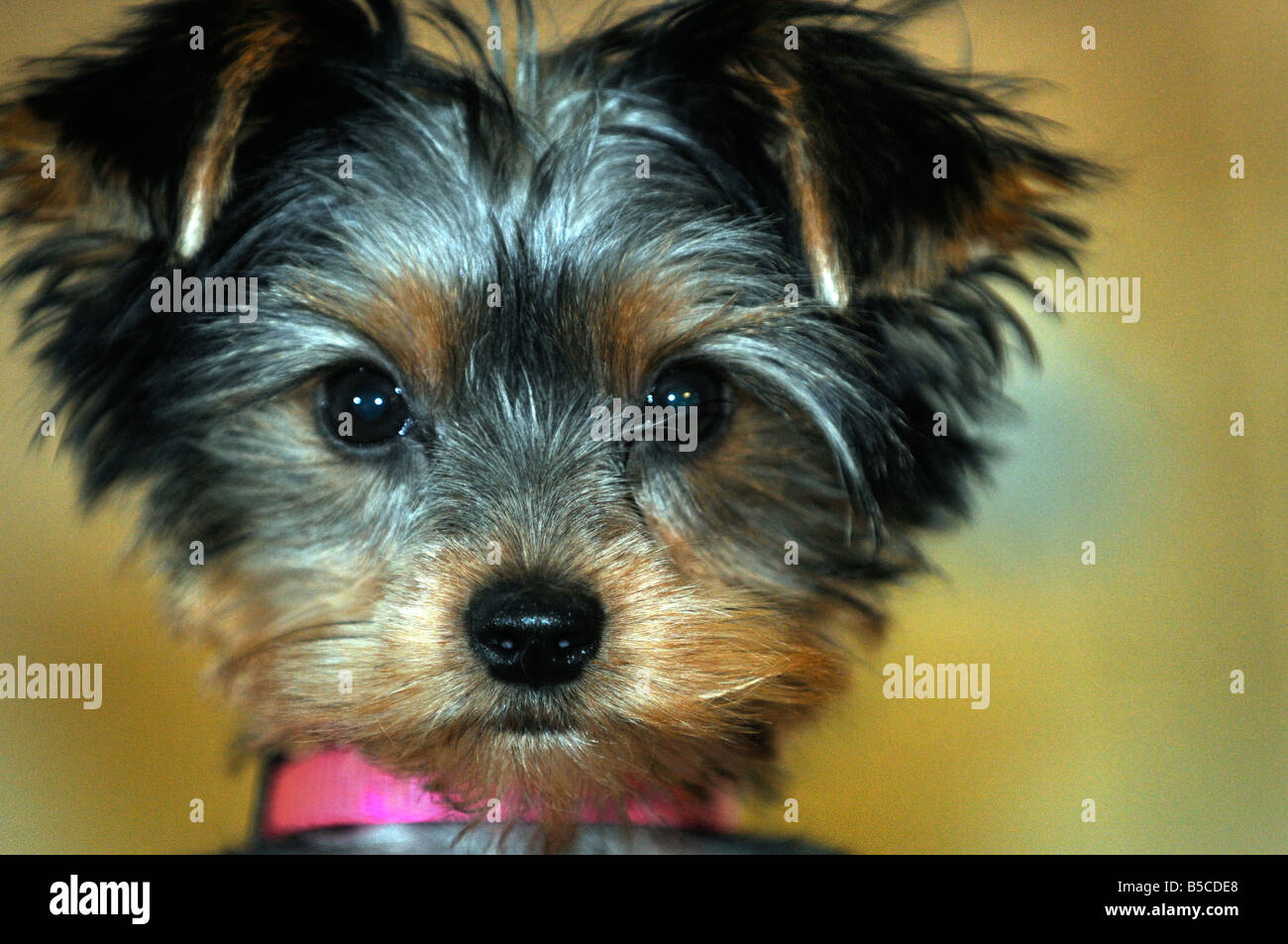 How Old Is The Oldest Yorkie