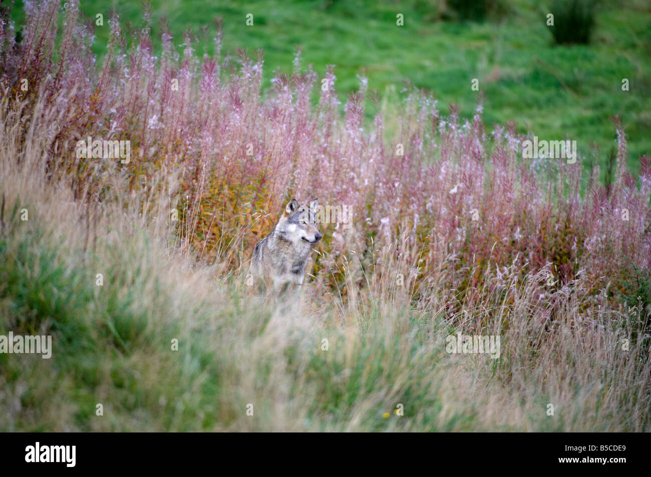 Highland wildlife park wolf hi-res stock photography and images - Alamy