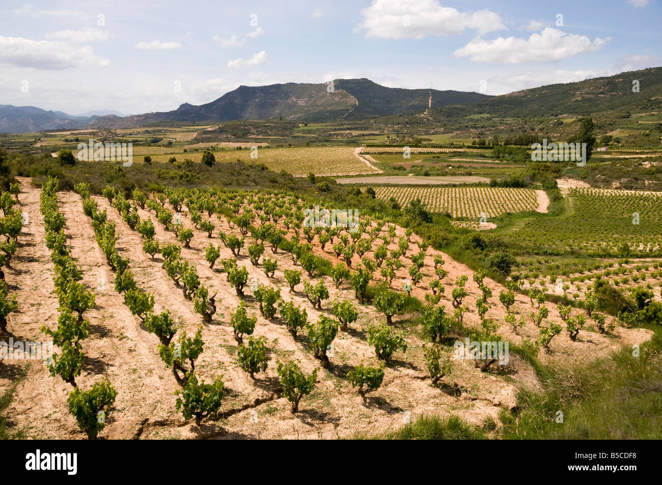 Spain basque vineyard hi-res stock photography and images - Alamy