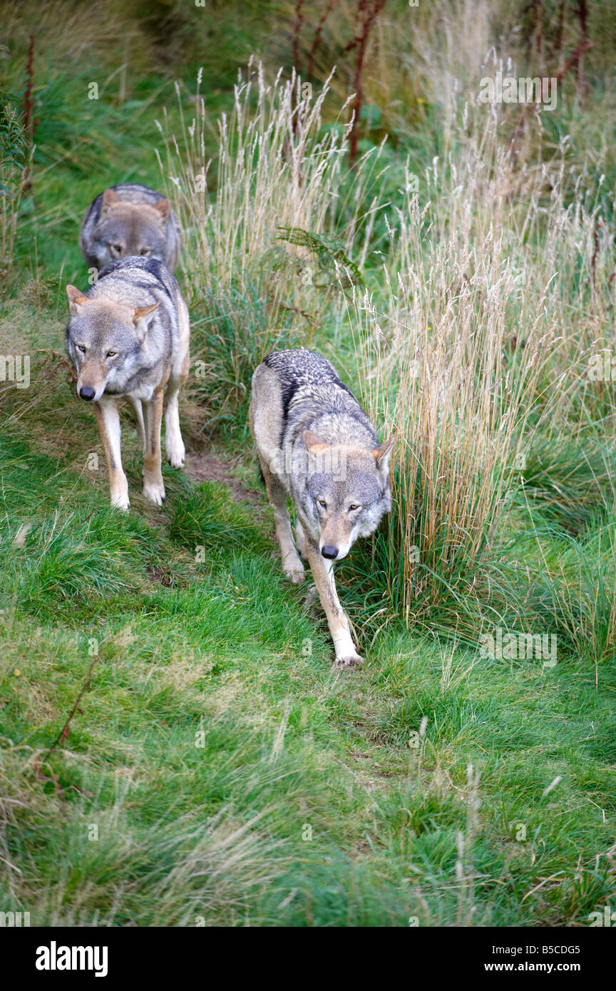 Highland wolf hi-res stock photography and images - Alamy