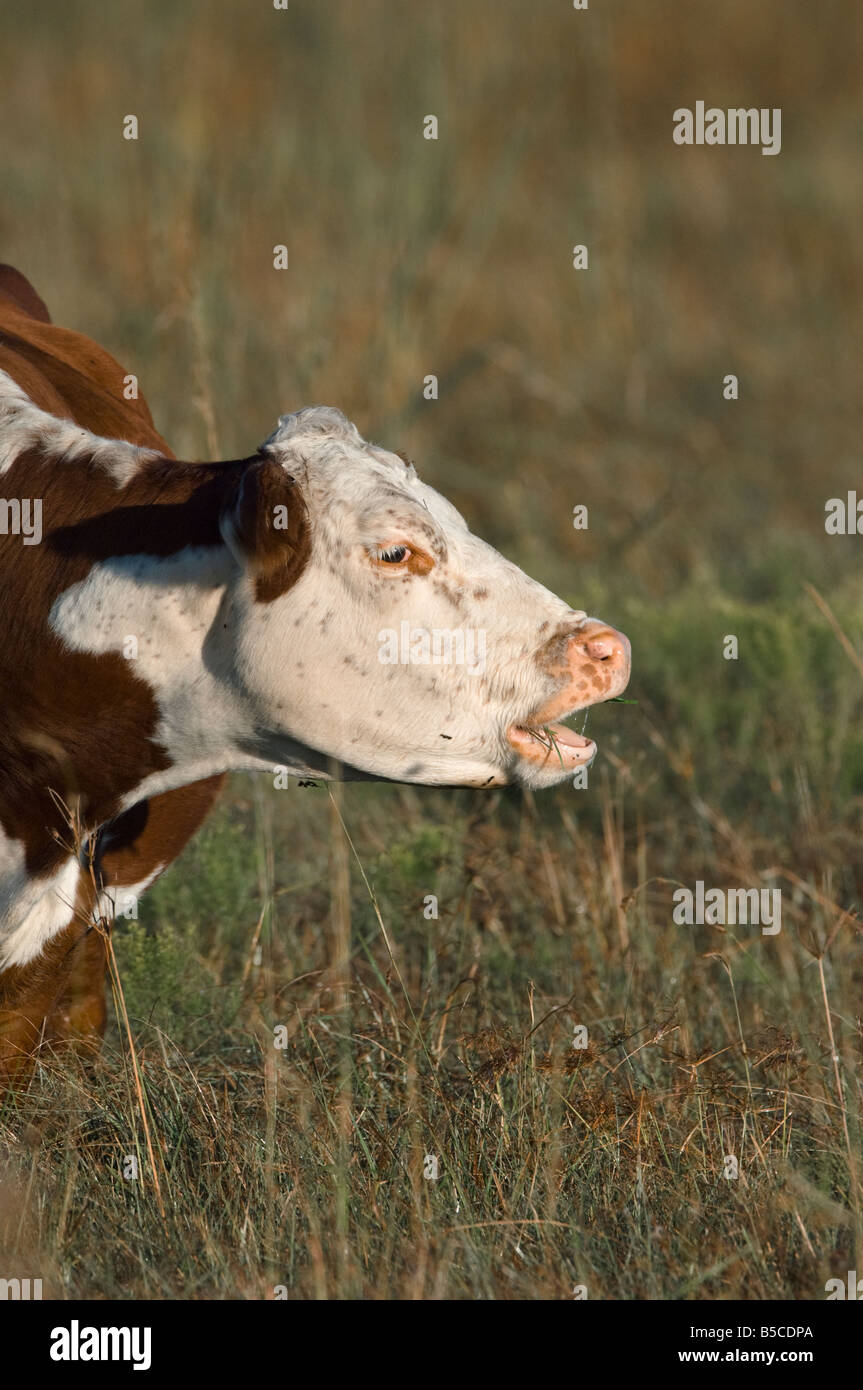 Florida ranch cow hi-res stock photography and images - Alamy