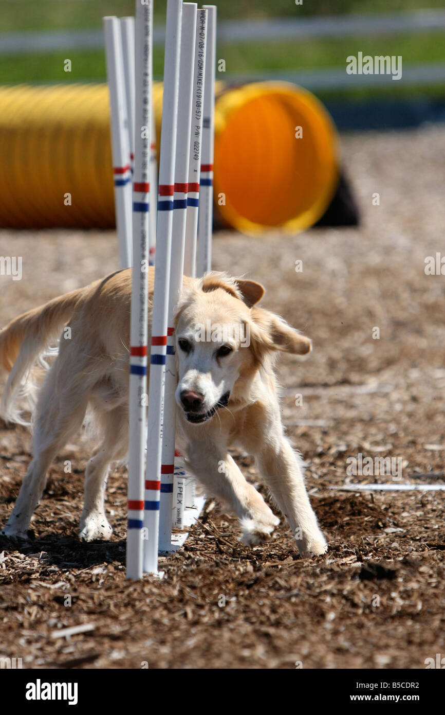 Weave through poles hi-res stock photography and images - Alamy